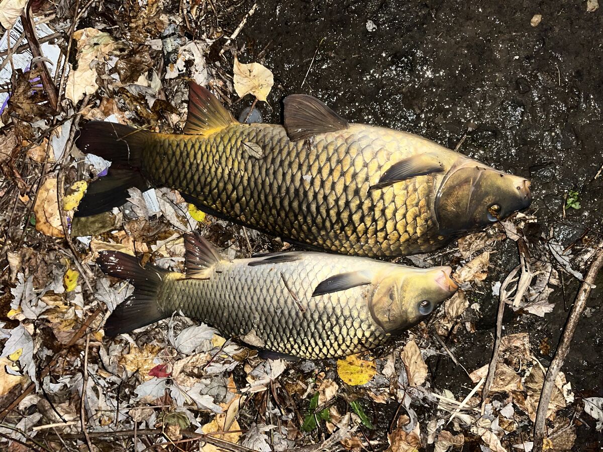 Night carp: Went carping in the 54 degree Millstone River on the south ...