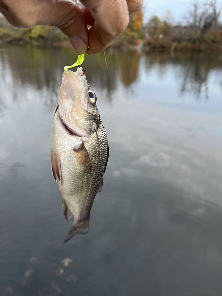 Night carp: Went carping in the 54 degree Millstone River on the south ...