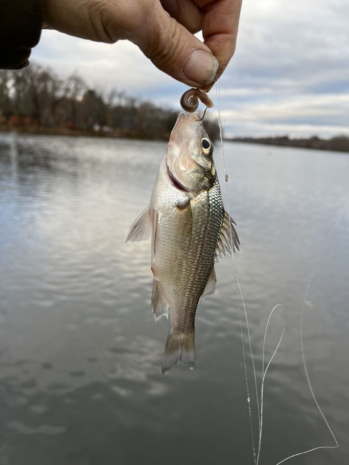 Garlic night crawlers: Went ultralight jigging in 50 degree Carnegie ...