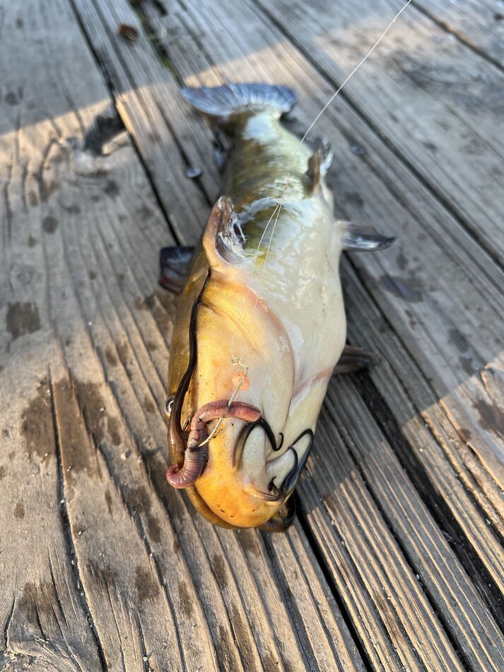 Thanksgiving Day fishing: Went ultralight jigging in 48 degree Carnegie ...