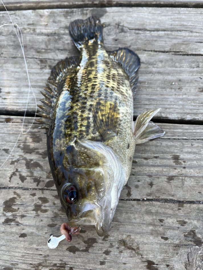 Thanksgiving Day fishing: Went ultralight jigging in 48 degree Carnegie ...