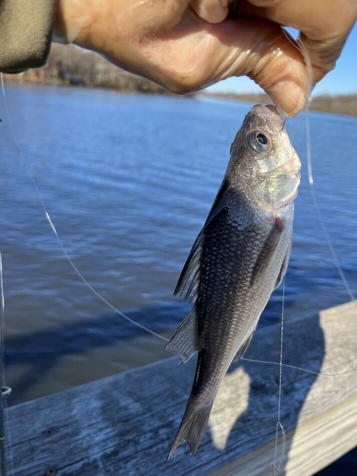 Thanksgiving Day fishing: Went ultralight jigging in 48 degree Carnegie ...