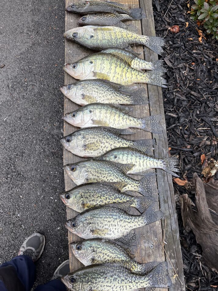 Thanksgiving Weekend Crappie: More Fun to catch than the Turkey was and ...