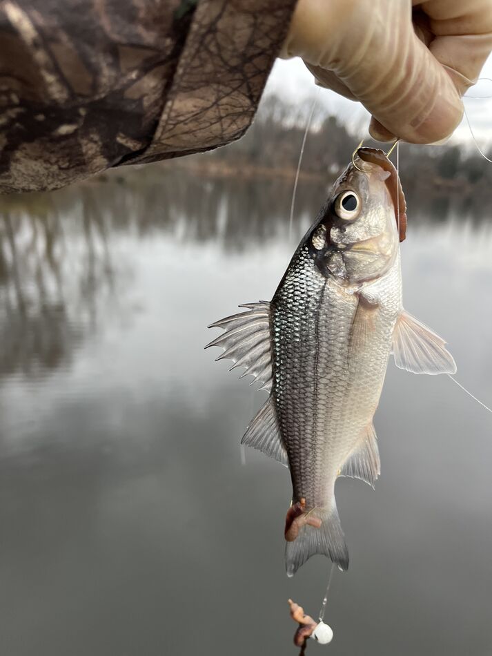 December fishing: Went ultralight jigging in 41 degree Carnegie Lake in ...
