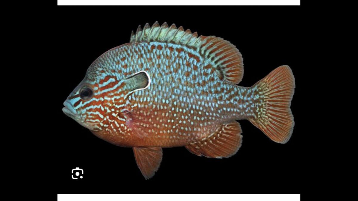 12/10/23. Sunfish (Page 2): You done a good job, now give that old ...