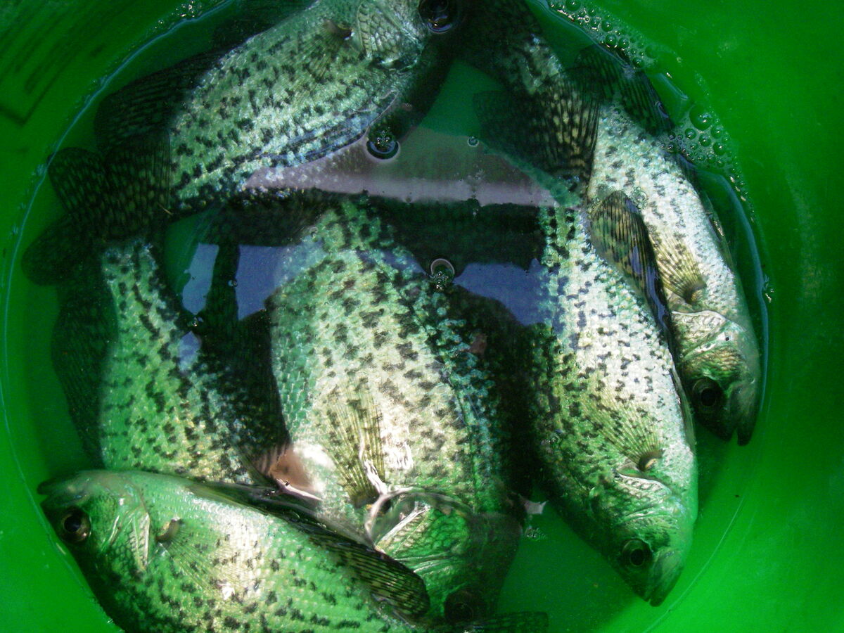 12/15/23 Crappie Fishing: 12/15/23 Very nice morning for this time of ...