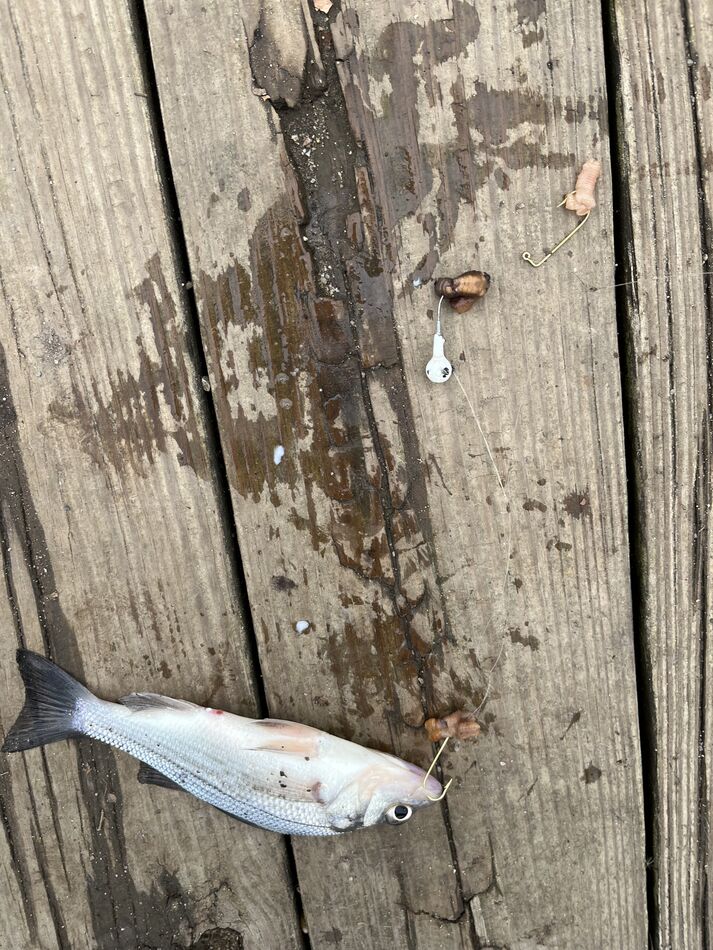 December white catfish: Went ultralight jigging in 46 degree Carnegie ...