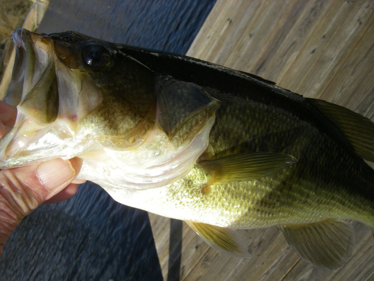 12/8/23 Bass Fishing: 12/8/23 I fished for bass this morning. I tried ...