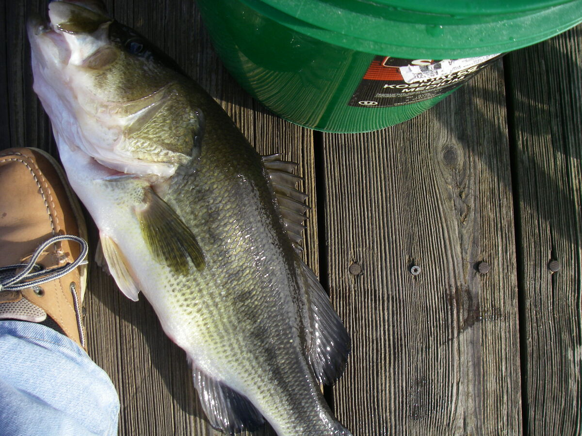 12/8/23 Bass Fishing: 12/8/23 I fished for bass this morning. I tried ...