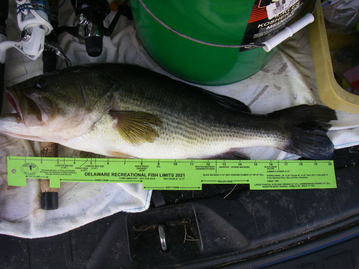 12/8/23 Bass Fishing: 12/8/23 I fished for bass this morning. I tried ...