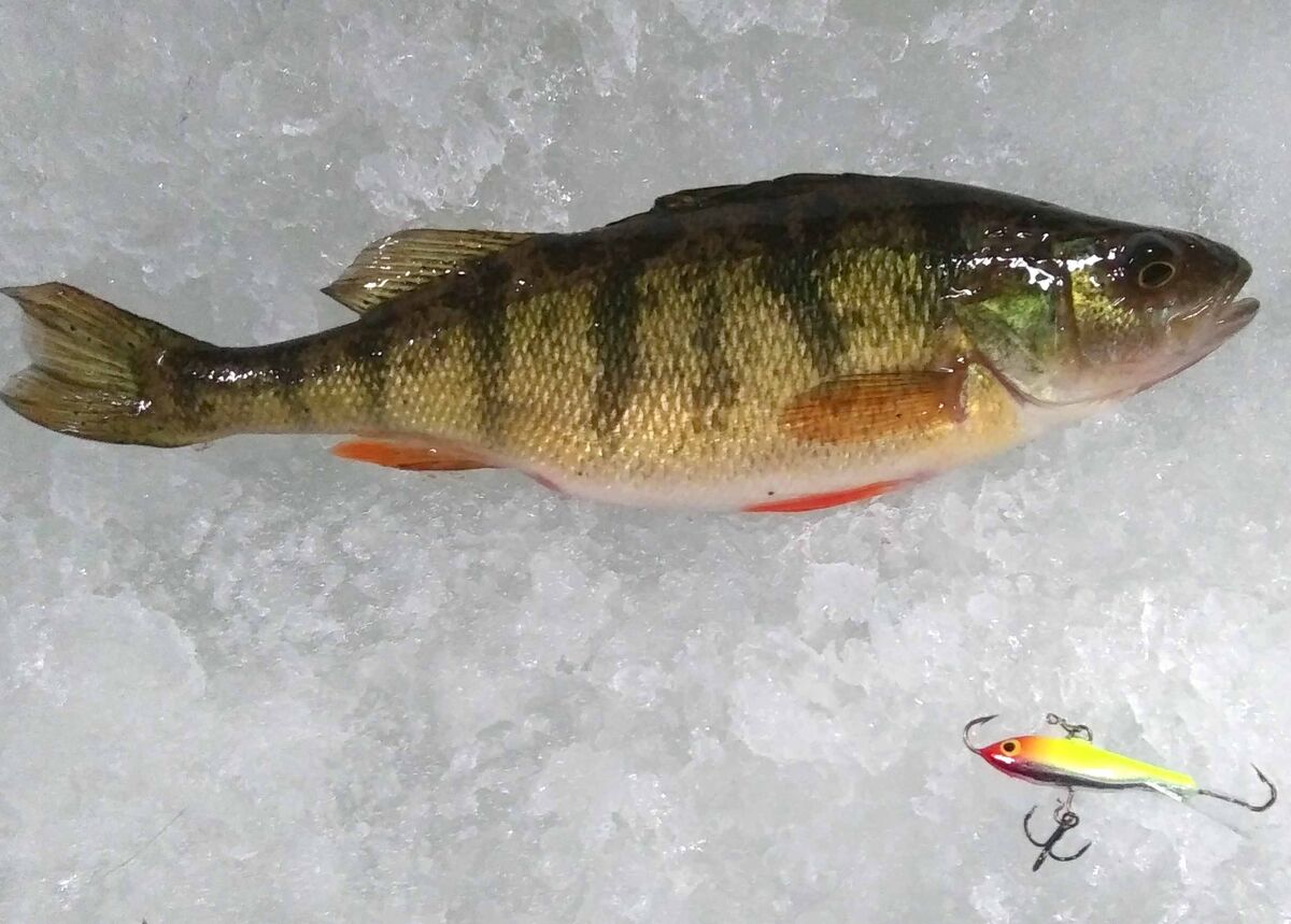 Walking on water for yellow perch! Tis the season for yellow perch thru ...