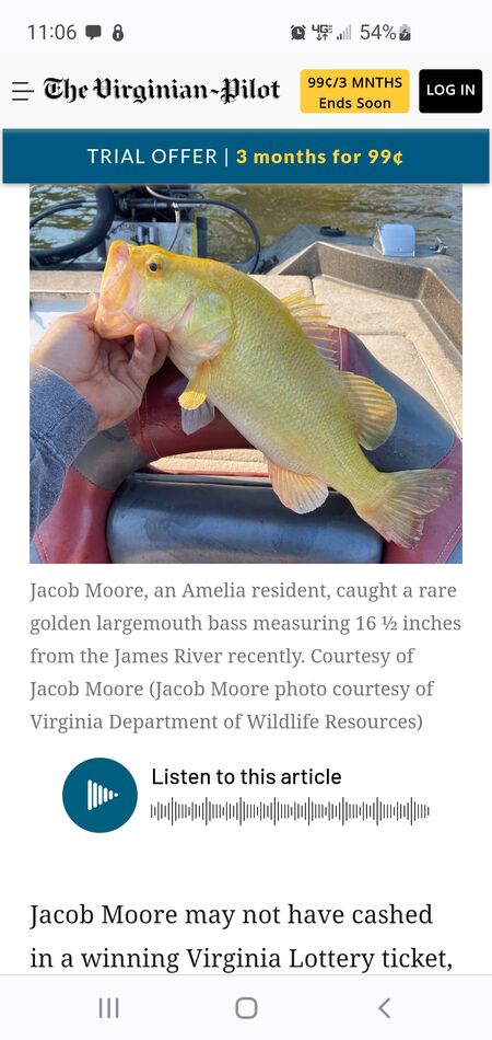 golden bass: Just saw this beautiful golden largemouth Bass. Every ...