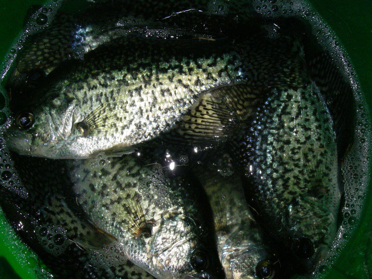 2/19/23 Crappie Morning: 2/19/23 15 crappie limit this morning. All ...