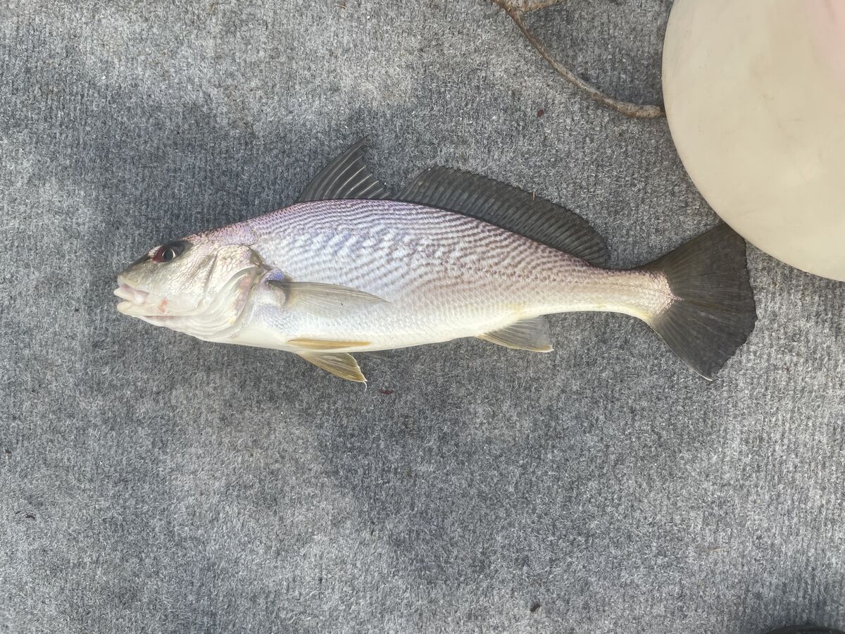 Redfish w/o Spot: Caught a redfish without a spot in Sykes Creek ...