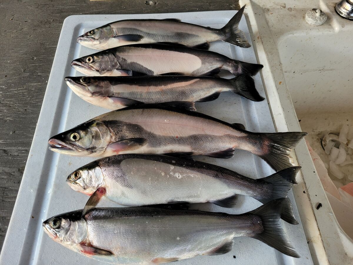 Kokanee fishing: Hey I’m new here, and I’m wondering if anyone has any ...