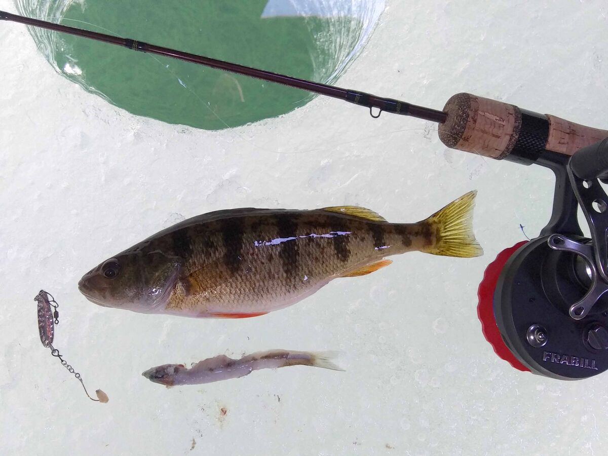 Underwater manna -- Yellow perch! Another spectacular sunny day in ...