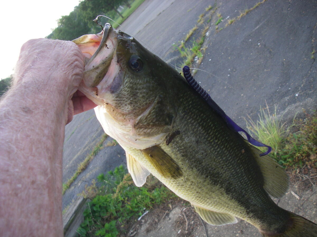 3/22/23 Bass Fishing: 3/22/23 Time for the 71/2" Culprit Grape Worm.