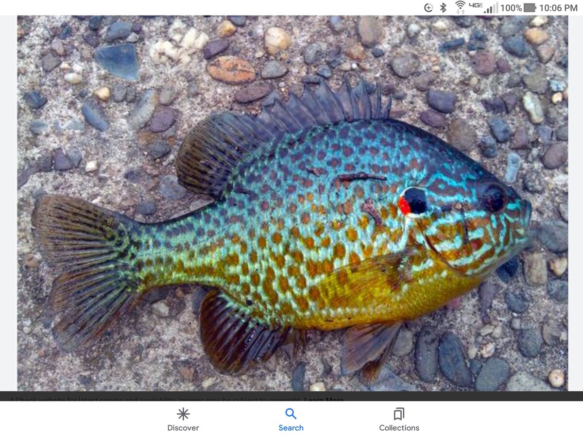 Fishing Trivia question for 4/2/23: In keeping with the Sunfish family ...