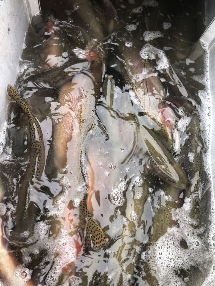 Lenore: Any info on Lake Lenore status. Was once my favorite. On the ...