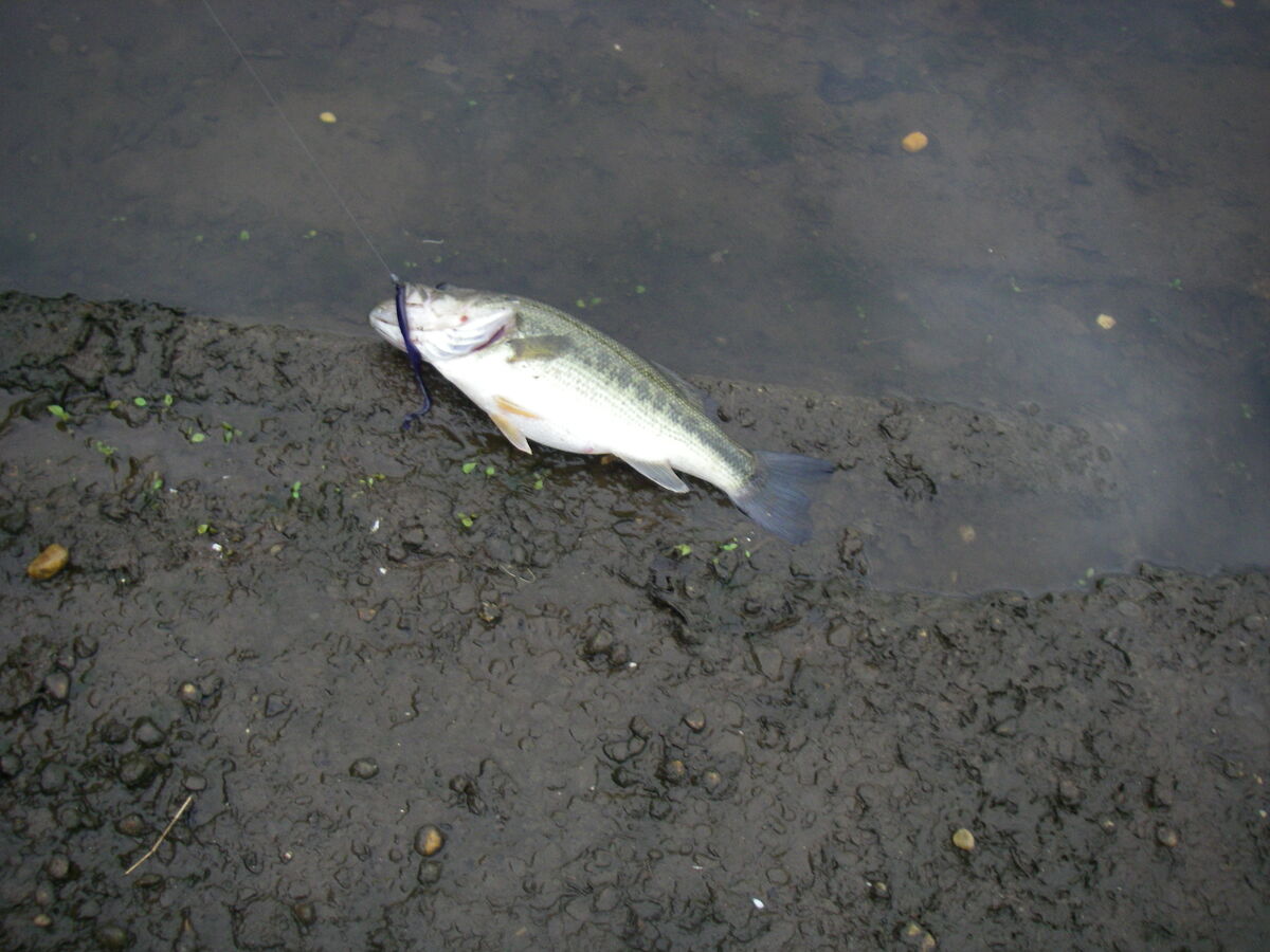4/15/23 Bass fishing: 4/15/23 Played around with the bass in the marina ...