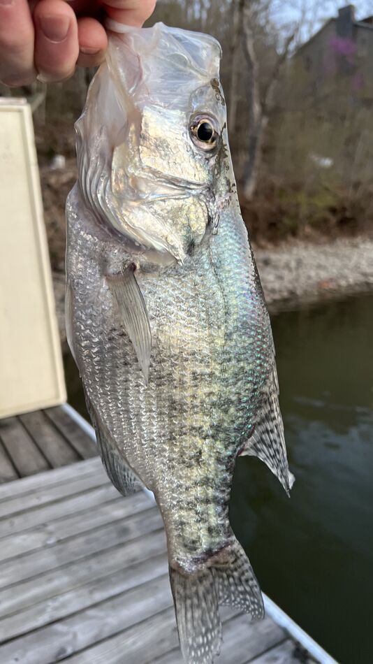Crazy crappie on LoZ, April 10 - 12: Got to fish the crappie spawn for ...