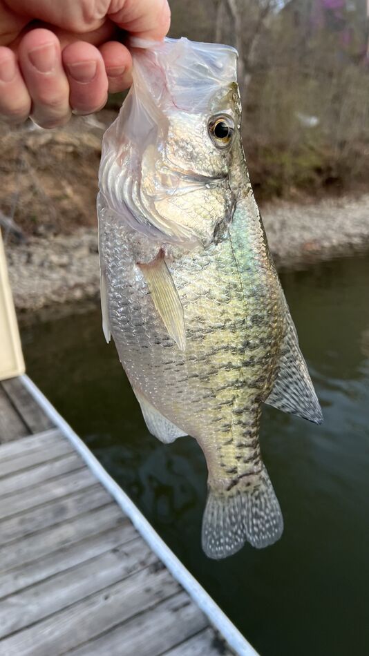 Crazy crappie on LoZ, April 10 - 12: Got to fish the crappie spawn for ...