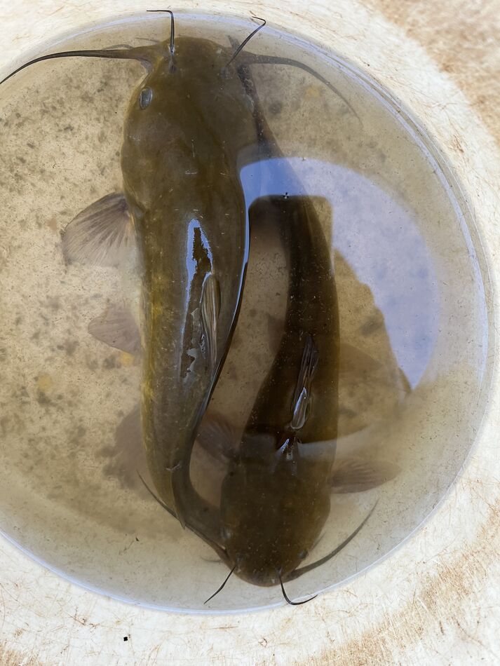 Flood fishing 🎣 after a cold front: Is not good. Went carping in ...