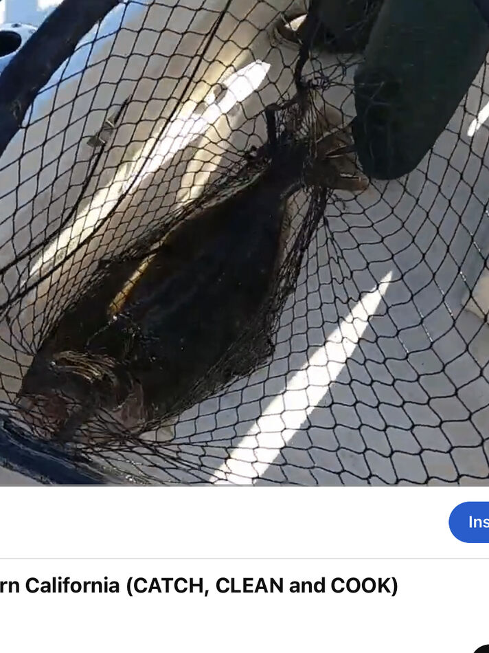 Proper Halibut Net: With the start of the Halibut peak season in ...