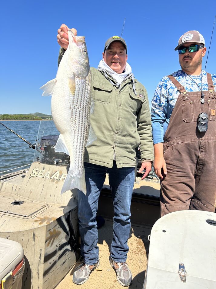 Striper Bass Cherokee Lake, TN: Hi Everyone - Chicago Mike here, we ...