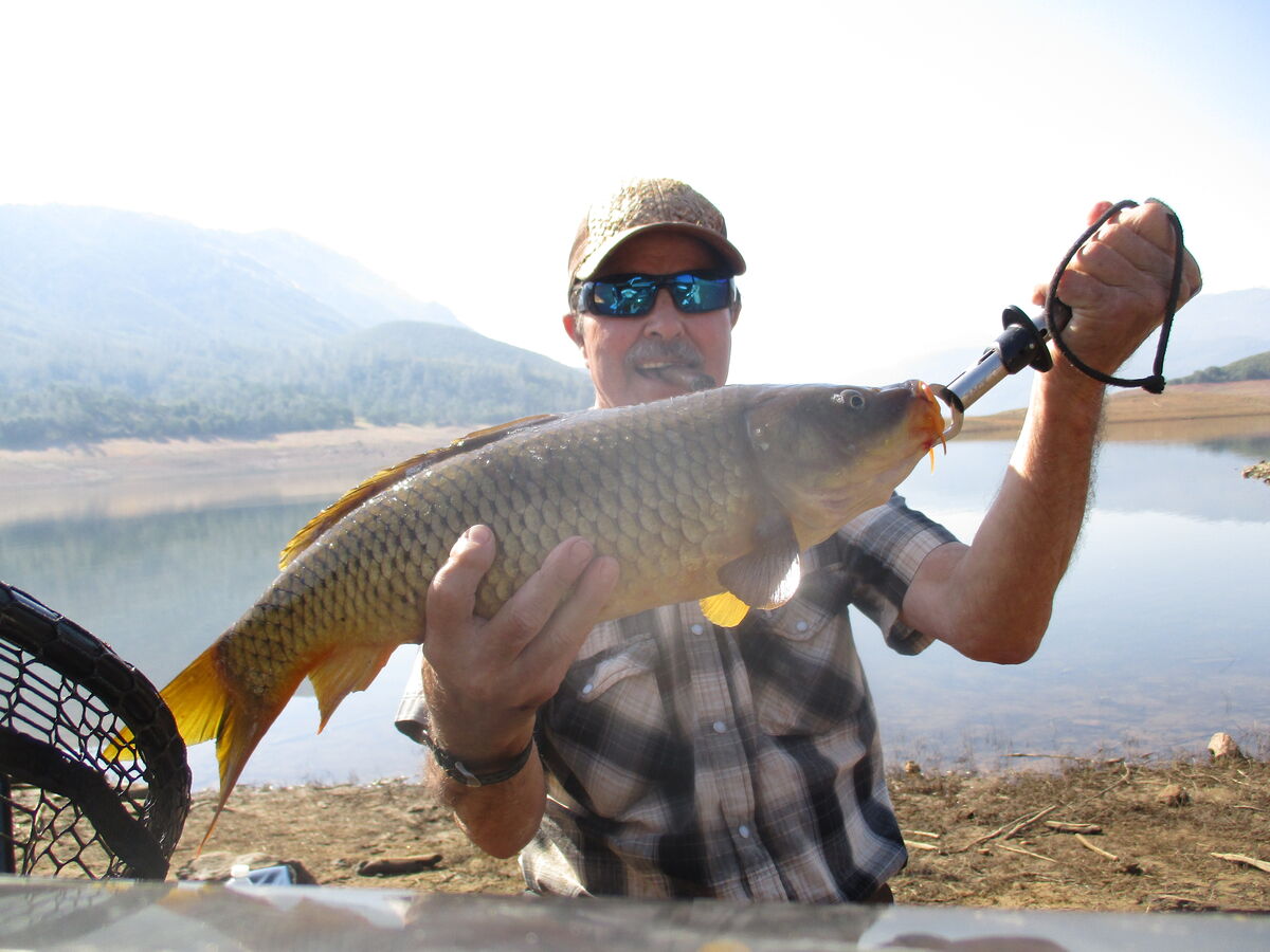 MORE CARP: Few more carp today, nothing big all under 10 lbs but a good ...