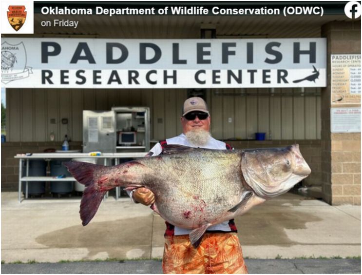 Angler’s 118-pound catch breaks Oklahoma record Bighead carp: Angler’s ...