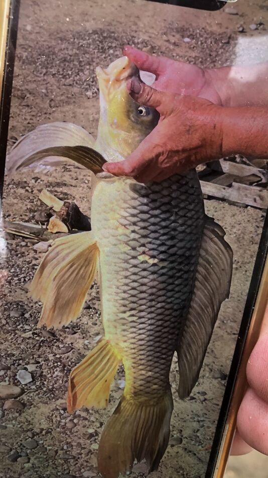 Fish ID: This was caught today in the muskingum river in Ohio today. It ...