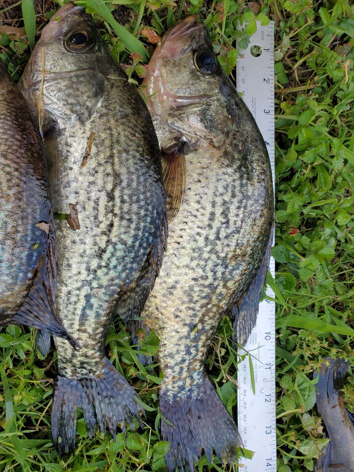 Blue Gills and Crappie Kentucky farm pond: What a great three hours of ...