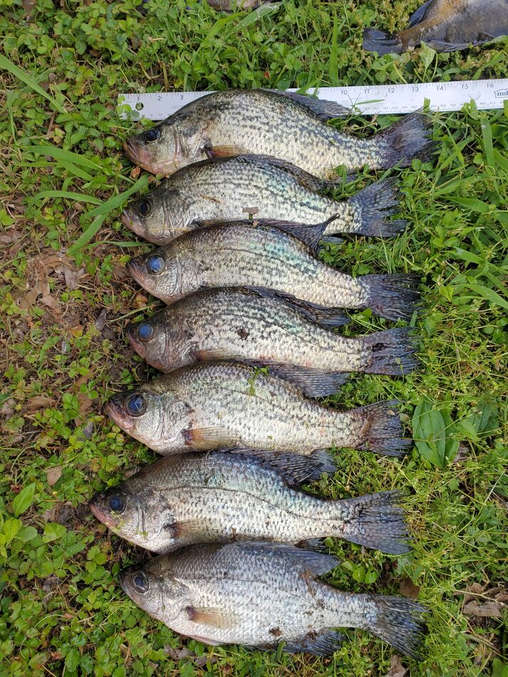 Blue Gills and Crappie Kentucky farm pond: What a great three hours of ...