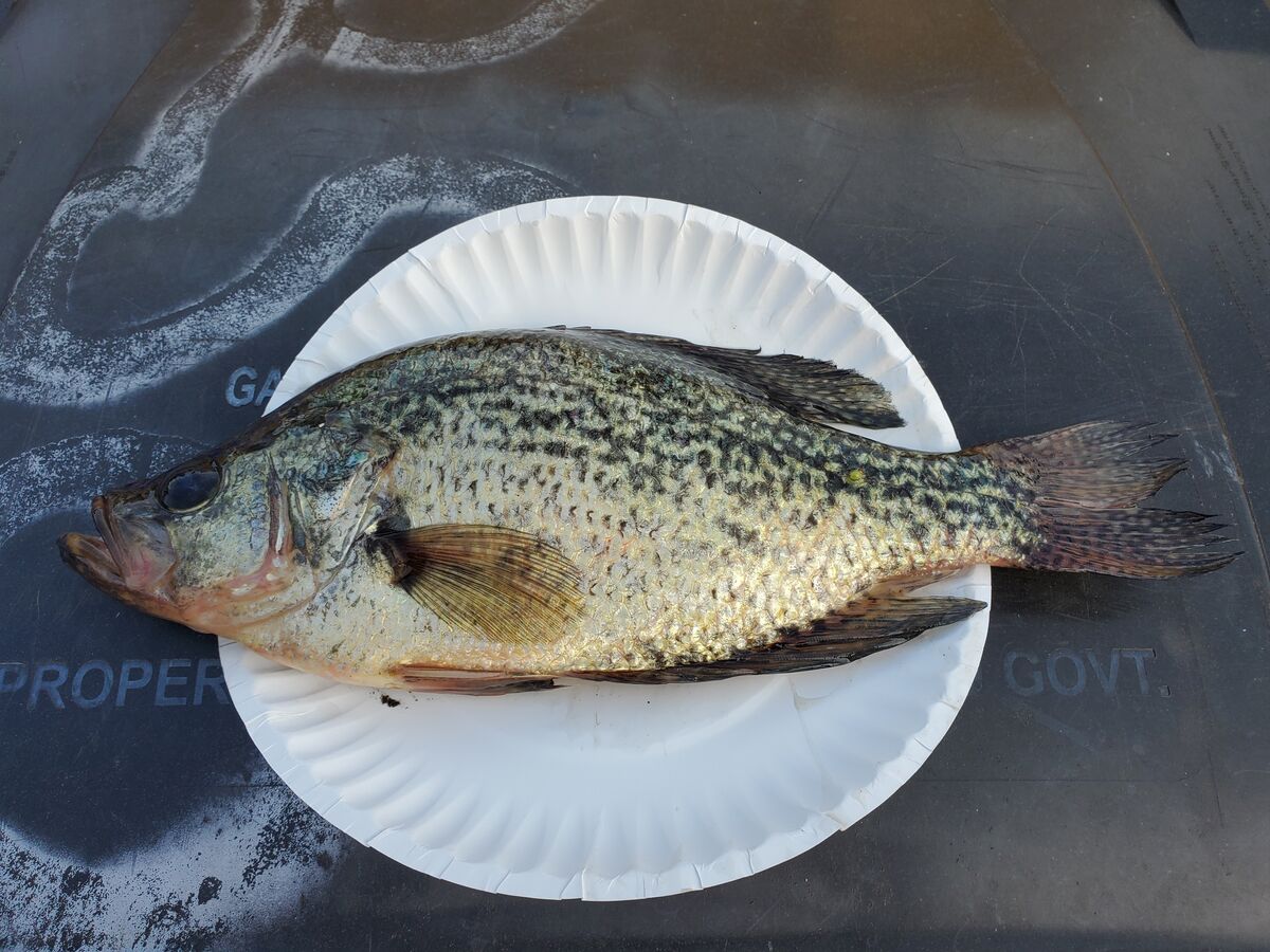Blue Gills and Crappie Kentucky farm pond: What a great three hours of ...