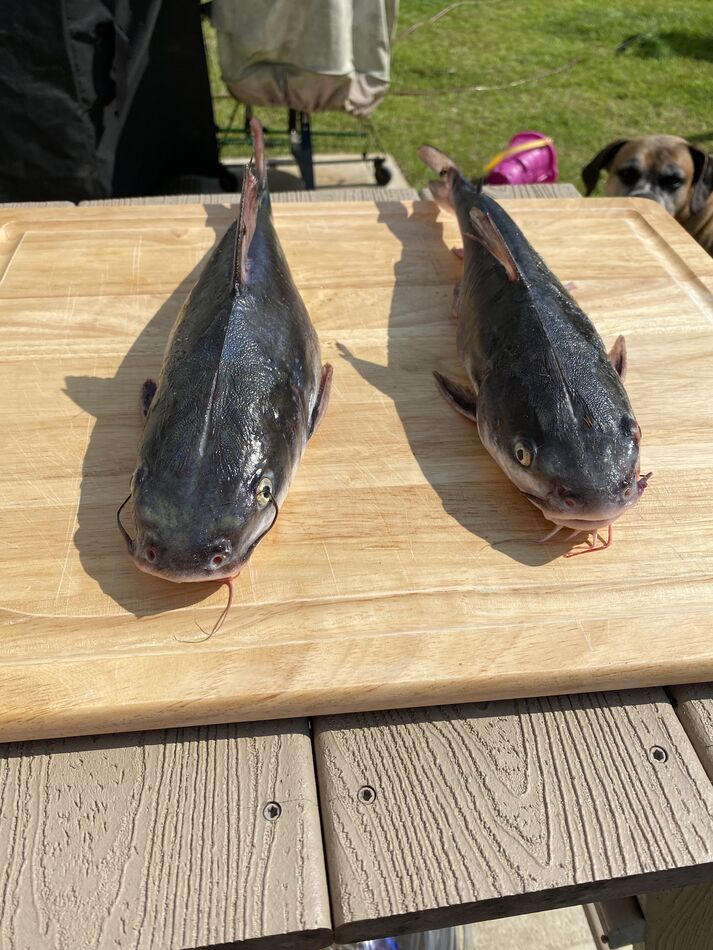 Indian bayou: Caught a couple of saltwater catfish in the Indian bayou ...