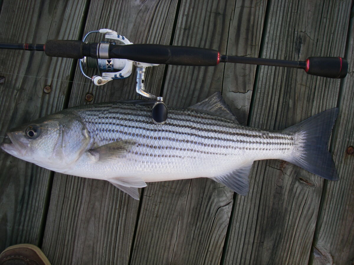 5/5/23 Damn no white perch yet. But: 5/5/23--- I went to the shallow ...