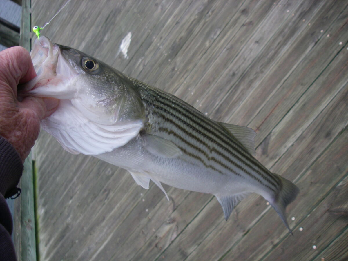 5/8/23 White Perch: 5/8/23---I fished this morning from 6:30 am to ...