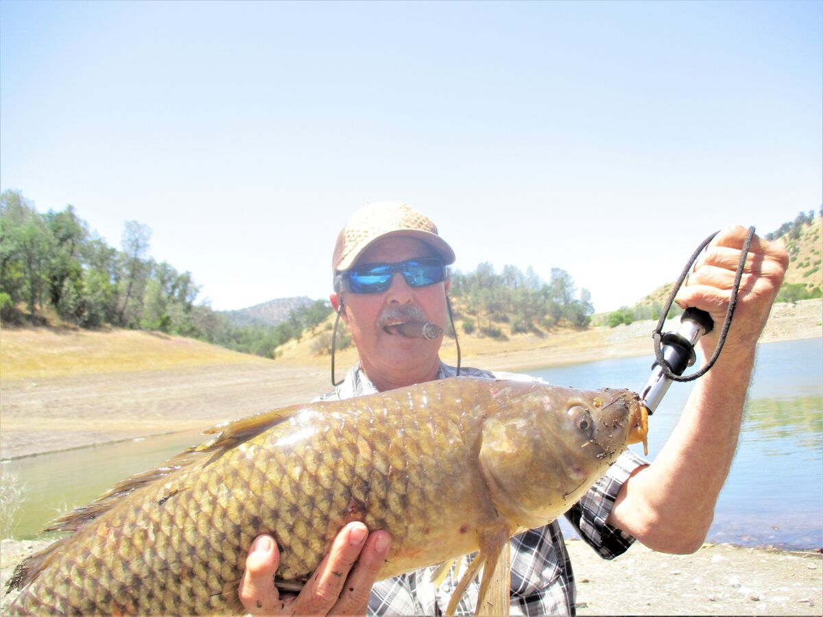 CARP TODAY: Caught a few big ones today , love the fight.