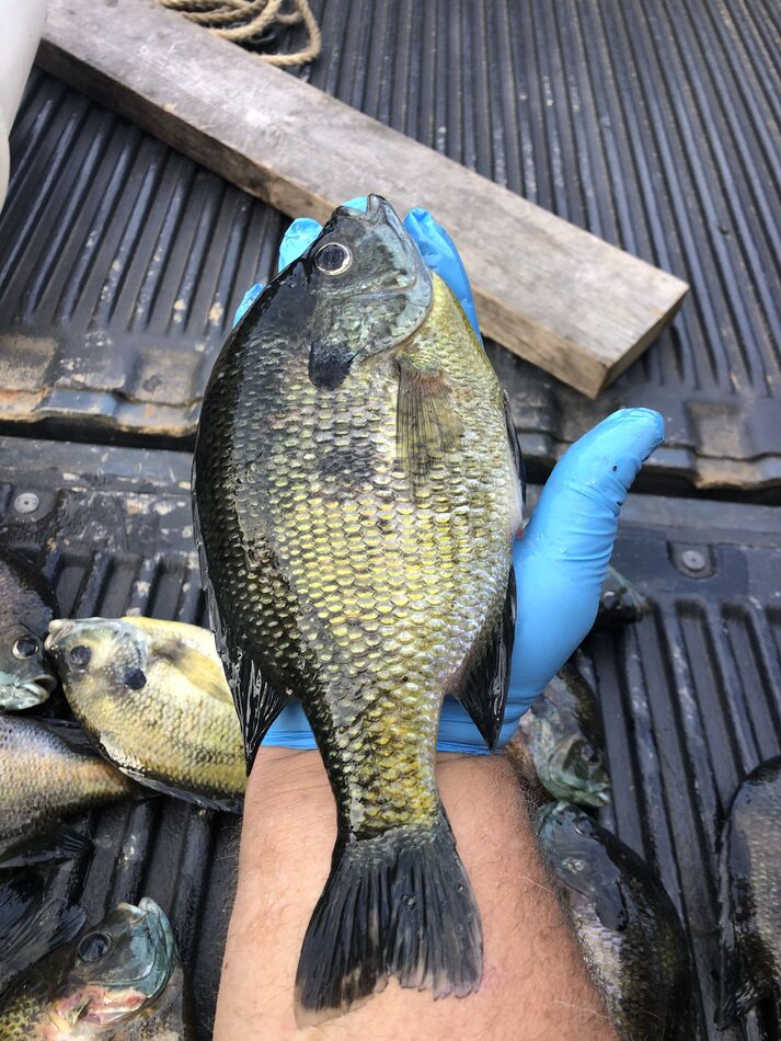 Gills: Caught some jumbo gills They were moving onto the beds. Got them ...