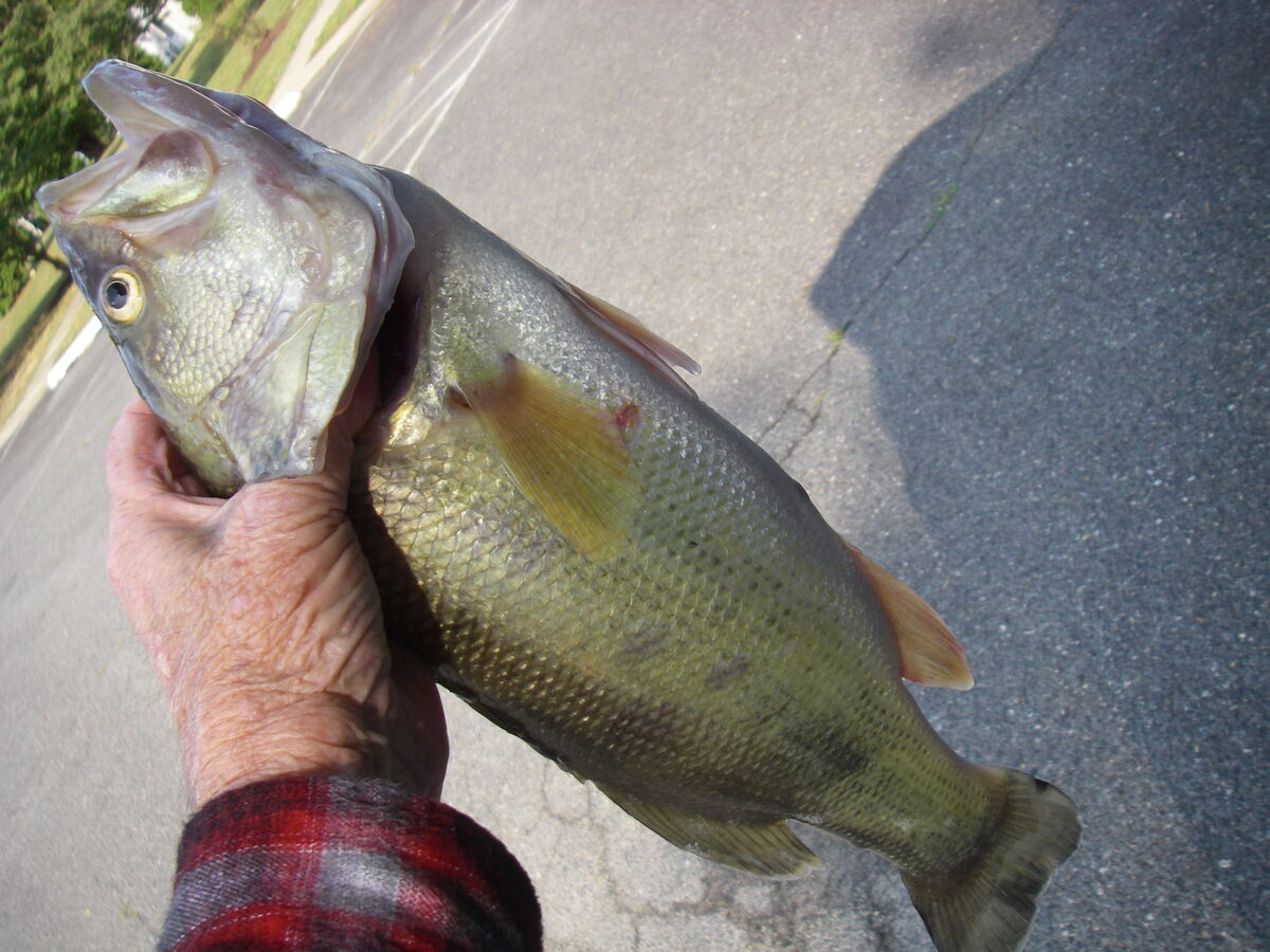 6/17/23 Few Hrs. this morning: 6/17/23 Pretty good not great. The ...