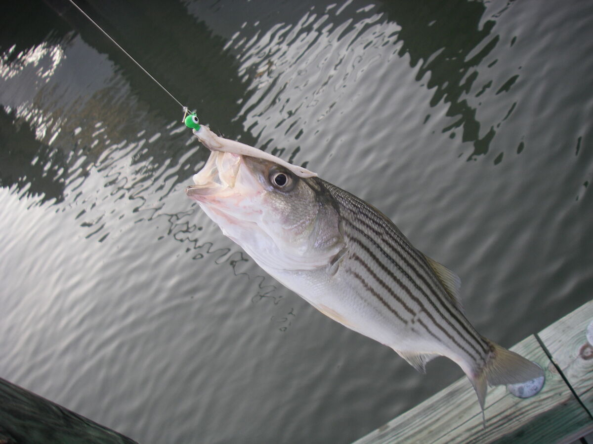6/18/23 White Perch Fishing: 6/18/23 The perch was way off this morning ...
