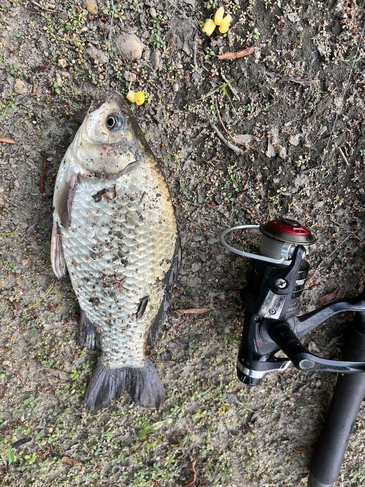 Feral goldfish: Went carping in 80 degree Robert G Martin Lake this ...
