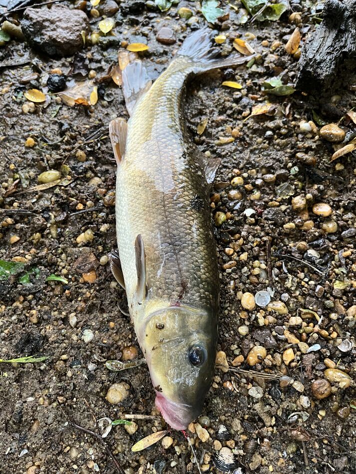 Brown bullhead school: Went carping in 70 degree Carnegie Lake this ...