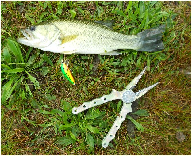 Urban pond 6/28: Tried the pond for catfish this morning. No cats ...