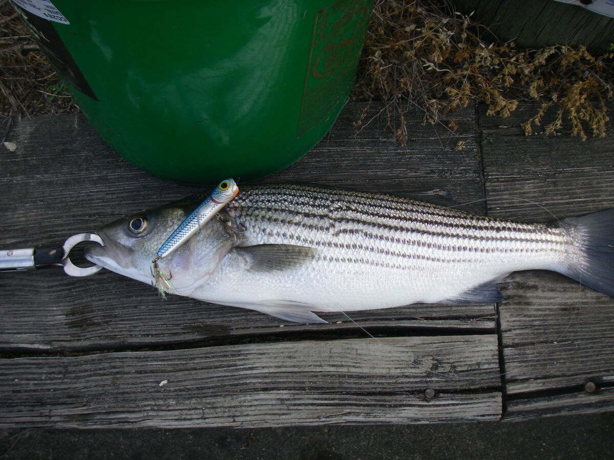 6/3/23 Rockfish/Stripers: 6/3/23 The rock fish/stripers hit the Chug ...