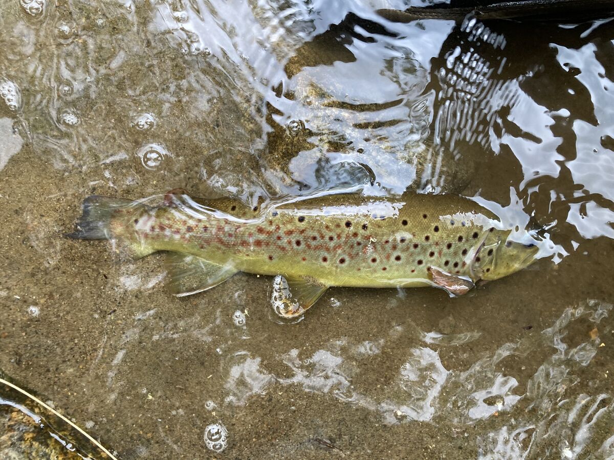 Adirondack Brown Trout: Just returned from 5 days on the west branch of ...
