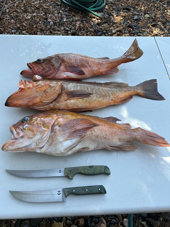 Moss Landing 7/15/2023: Got a few nice rockfish today in the deep water ...