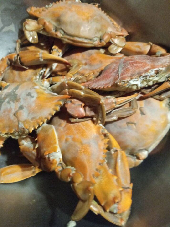 Blue crabs today: Md. and Va: Not sure why but our crab pots had an ...