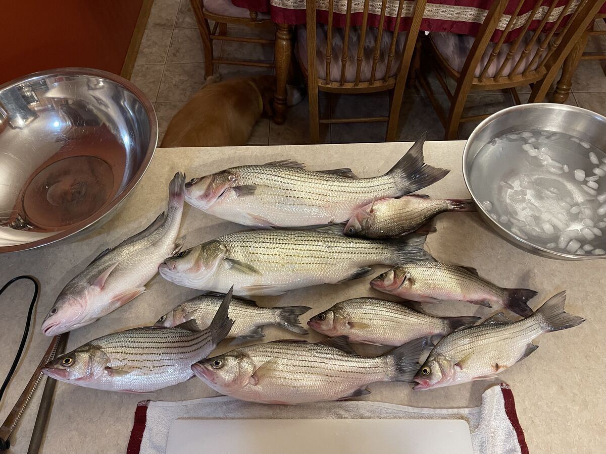 Harlan county reservoir update 7/17: Had great success at Harlan’s ...